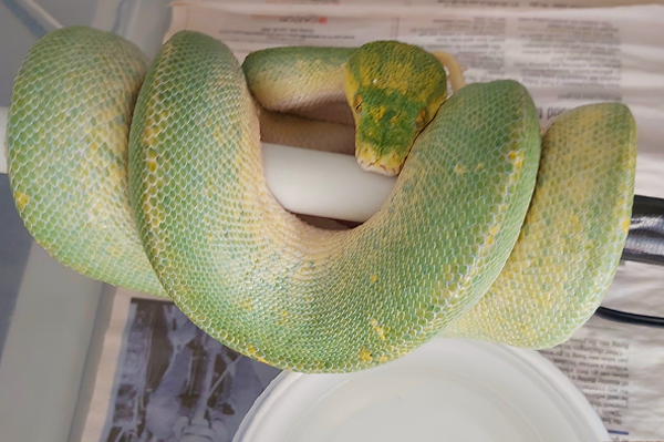 Saying Goodbye | Top Snake’s Ambassador | Top Snake